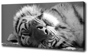 Wallmuralia Foto obraz canvas Spící tygr 100x50
