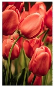 DIMEX | Vliesová fototapeta na zeď Červené tulipány MS-2-0128  | 150 x 250 cm | červená, zelená