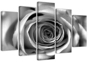Obraz na plátně pětidílný Květ růže Černá a bílá - 200x100 cm