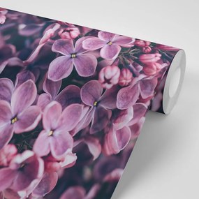 Samolepící fototapeta fialové květy šeříku