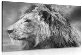 Obraz africký lev v černobílém provedení - 60x40 cm