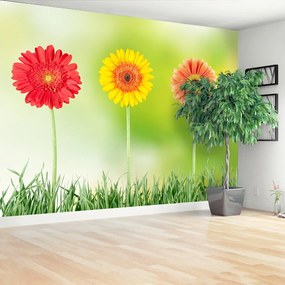 Fototapeta gerbera 104x70