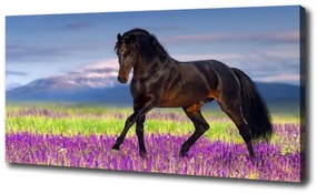 Wallmuralia Foto obraz na plátně do obýváku Kůň na poli levandule 100x50