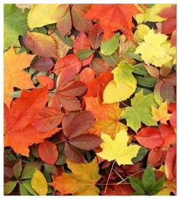 DIMEX | Vliesová fototapeta na zeď Pestrobarevné listí MS-3-0115 | 225 x 250 cm | červená, zelená, žlutá, hnědá