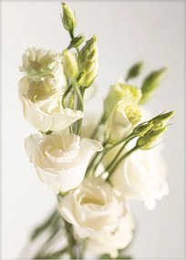 Plakát Elegant Flowers