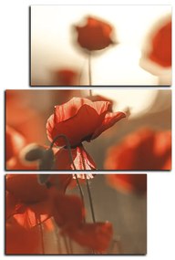 Obraz na plátně - Máky na slunci - obdélník 793FC (120x80 cm)