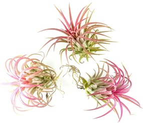 Tillandsia ionantha red