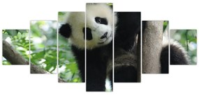 Obraz - Panda na stromě (210x100 cm)