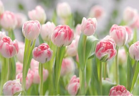 Komar Papírová fototapeta Tulipány 368 x 254 cm