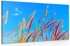 Obraz divoká tráva pod modrou oblohou - 60x40 cm