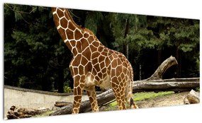 Obraz žirafy (100x40cm)