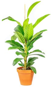 Pokojová rostlina Ficus benghalensis Roy, průměr 21 cm