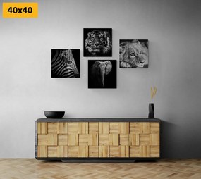 Set obrazů divoká zvířata v černobílém provedení Varianta: 4x 40x40