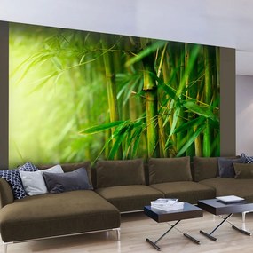 Fototapeta - Džungle - bambus 400x309 + zdarma lepidlo