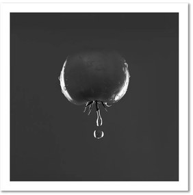Gario Obraz na plátně Rajče a kapky vody - černobílý Rozměry: 30 x 30 cm