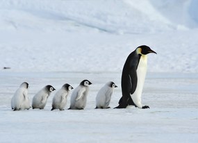 Malvis ® Tapeta Rodina tučňáků Vel. (šířka x výška): 504 x 310 cm