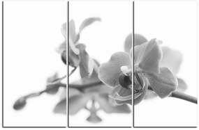 Obraz na plátně - Orchidej květ izolována na bílém pozadí 1222QB (120x80 cm)