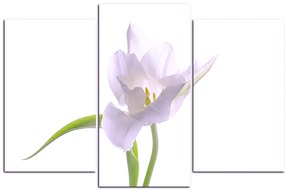 Obraz na plátně - Tulipán 181FC (105x70 cm)