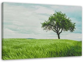 Gario Obraz na plátně Strom v poli Rozměry: 60 x 40 cm