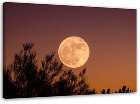 Obraz na plátně Měsíc za stromem - 120x80 cm