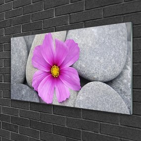 Obraz na skle Květ Kameny Rostlina 100x50 cm