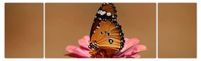 Obraz motýla na květině (170x50 cm)