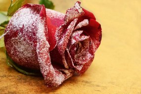 DIMEX | Vliesová fototapeta Zasněžená rudá růže MS-5-1403 | 375 x 250 cm| červená, bílá, žlutá