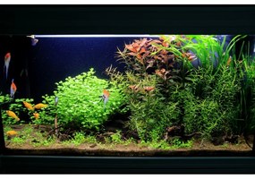 Hydrocotyle japan