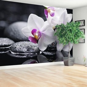 Fototapeta orchidej