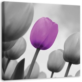 Obraz na plátně Tulipánový květ fialový - 50x50 cm