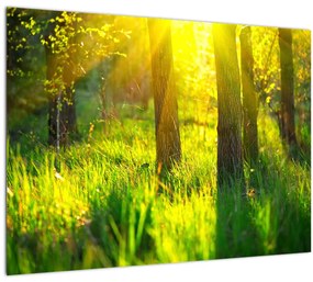 Skleněný obraz - Jarní probouzení lesa (70x50 cm)