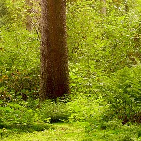 Malvis ® Tapeta Lesní krajina Vel. (šířka x výška): 432 x 290 cm