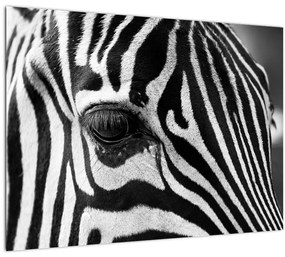 Skleněný obraz zebry (70x50 cm)
