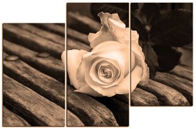 Obraz na plátně - Bílá růže na lavici  1224FD (105x70 cm)