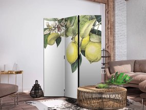 Pokojová zástěna Lemons and Leaves - Citrus Fruits on a Tree [Room Dividers]