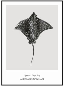 Plakát Spotted Eagle Ray A4 (21 x 29,7 cm)