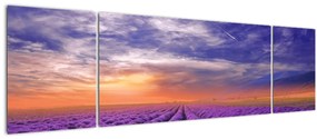 Obraz levandulového pole (170x50 cm)