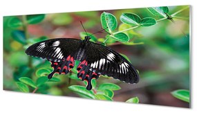 akrylový obraz List barevný motýl 120x60 cm