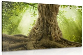 Obraz kořen stromu - 90x60 cm