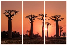 Obraz na plátně - Baobaby... 105FB (105x70 cm)
