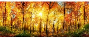 DIMEX | Panoramatická vliesová fototapeta na zeď Slunečný les MP-2-0067  | 375 x 150 cm | žlutá, oranžová, zelená
