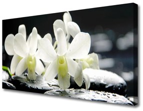 Obraz na plátně Kameny Květiny Orchidej 100x50 cm