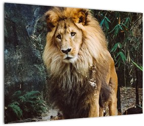 Obraz lva v přírodě (70x50 cm)
