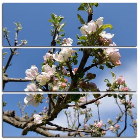 Obraz na plátně - Kvetoucí jabloň - čtverec 347C (105x105 cm)
