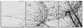 Obraz na plátně - Pampeliška s kapkami vody - panoráma 5203QC (90x30 cm)