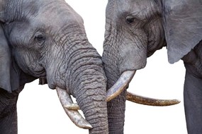 DIMEX | Samolepicí vliesová fototapeta na zeď Zamilovaní sloni MA-5-0481 | 375 x 250 cm | bílá, šedá