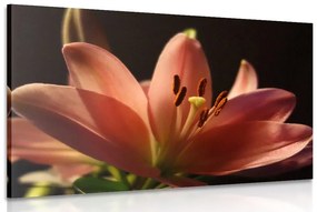 Obraz krásná růžová lilie na černém pozadí - 60x40 cm
