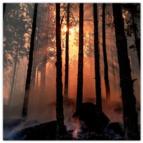 Obraz temného lesa (30x30 cm)