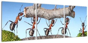 Obraz mravenců