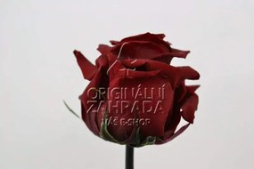 Stabilizovaná růže - rudá